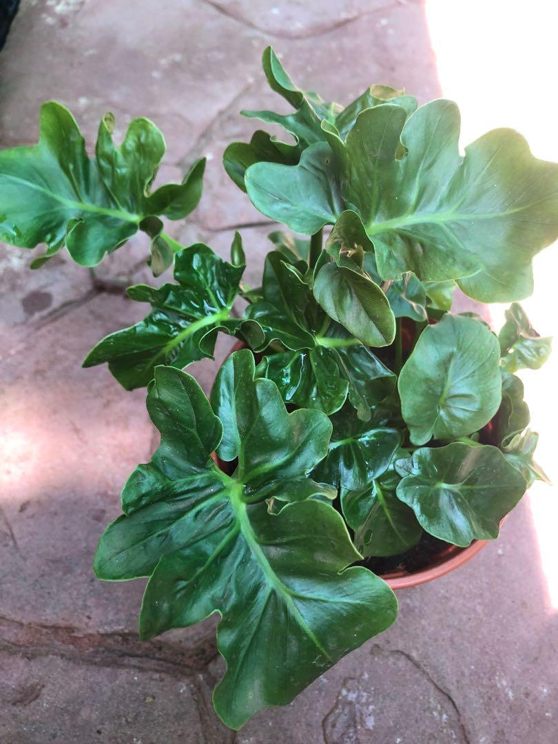 Philodendron Super Atom, Furniture & Home Living, Gardening, Plants ...