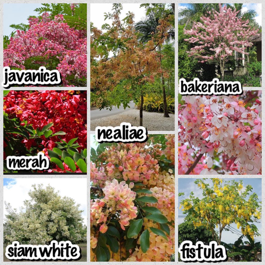 Pokok jenis cassia utk landskap- fistula, javanica, bakeriana, siam ...