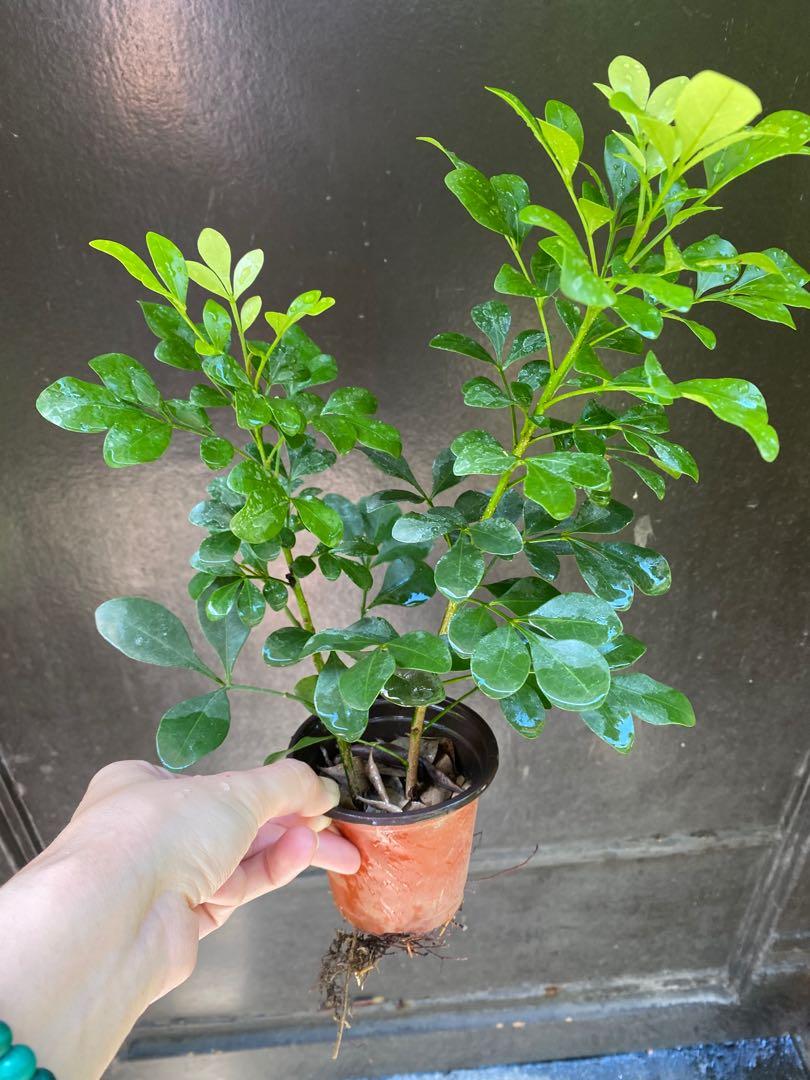 Sinamomo / Cinamomo / Aglaia Odorata 2 in 1 soft pot fragrant plant ...