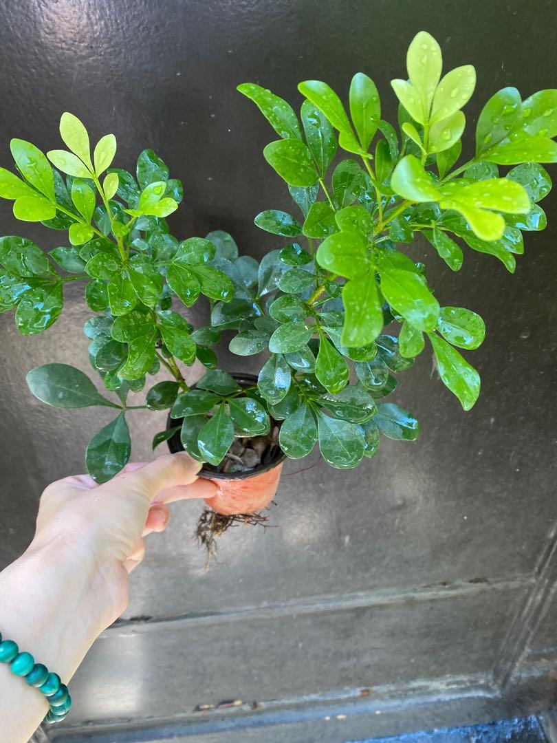 Sinamomo / Cinamomo / Aglaia Odorata 2 in 1 soft pot fragrant plant ...