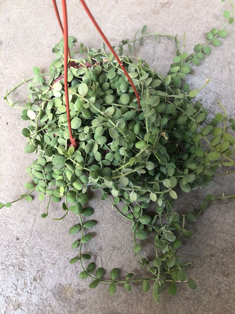 Dischidia String of nickels, Furniture & Home Living, Gardening, Plants ...