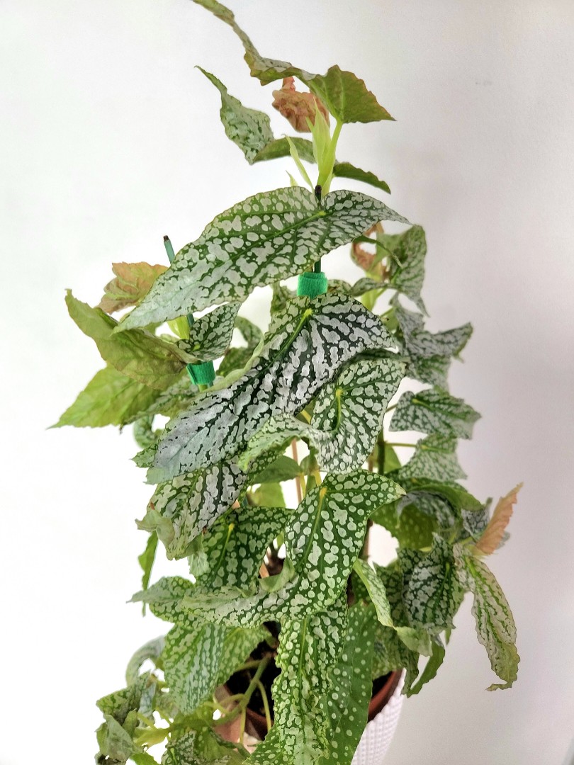 Begonia snowcap white ice, Furniture & Home Living, Gardening, Plants ...