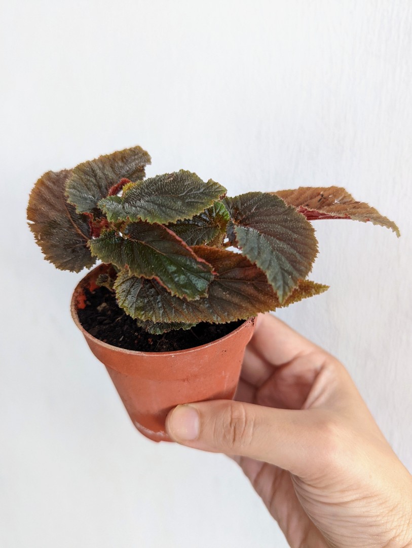 Begonia U402, Furniture & Home Living, Gardening, Plants & Seeds on ...