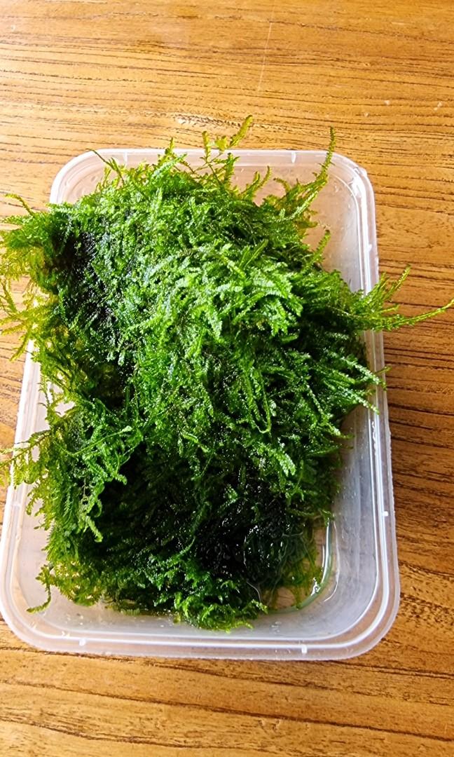 Christmas moss aquarium plant, Furniture & Home Living, Gardening ...