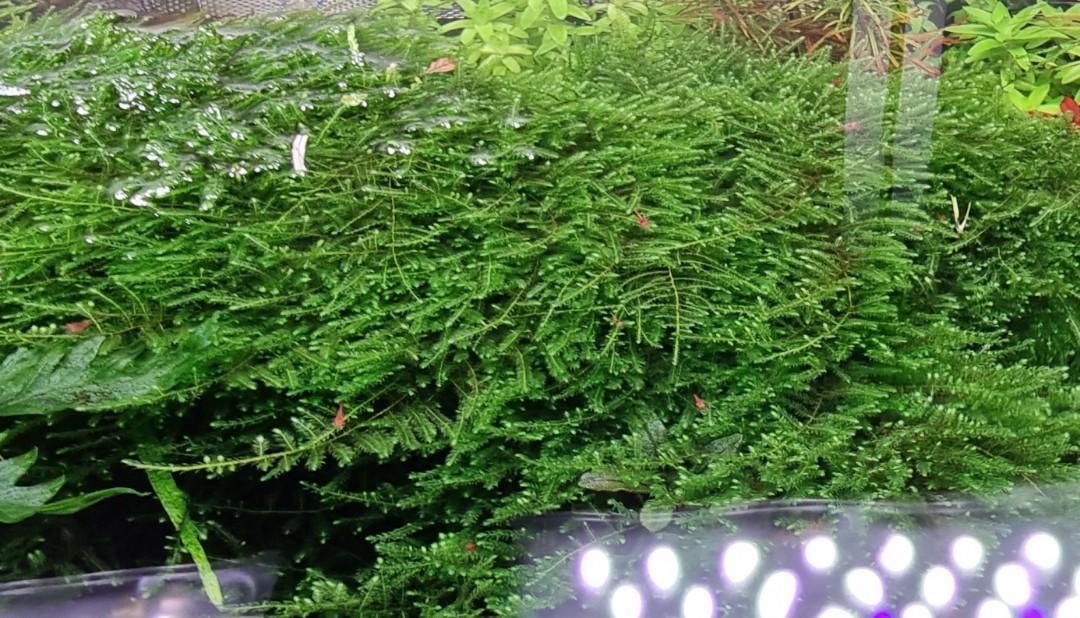 Christmas moss aquarium plant, Furniture & Home Living, Gardening ...