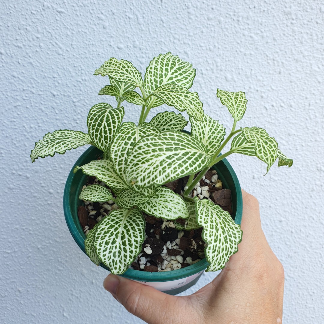 Fittonia, Furniture & Home Living, Gardening, Plants & Seeds on Carousell