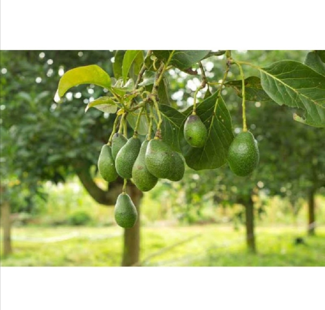 Grafted Seedless Avocado Seedlings live Plant, Furniture & Home Living ...