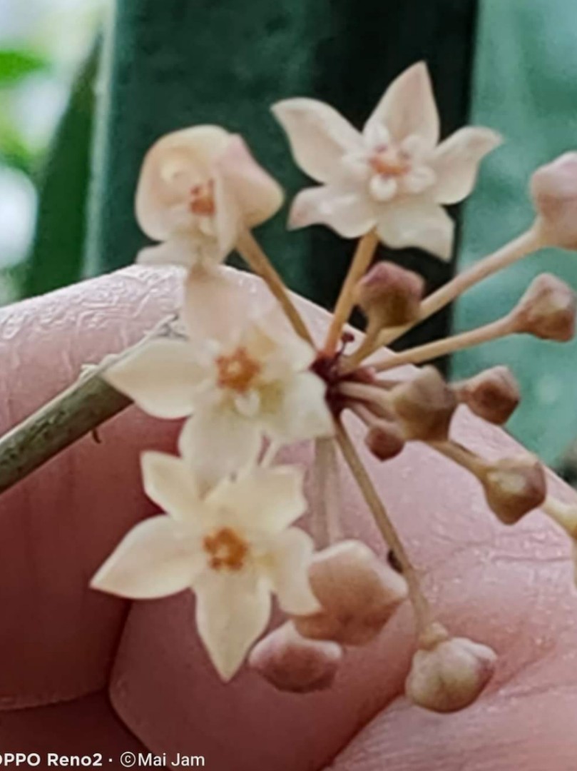 hoya Rangsan (Rare hoya), Furniture & Home Living, Gardening, Plants ...
