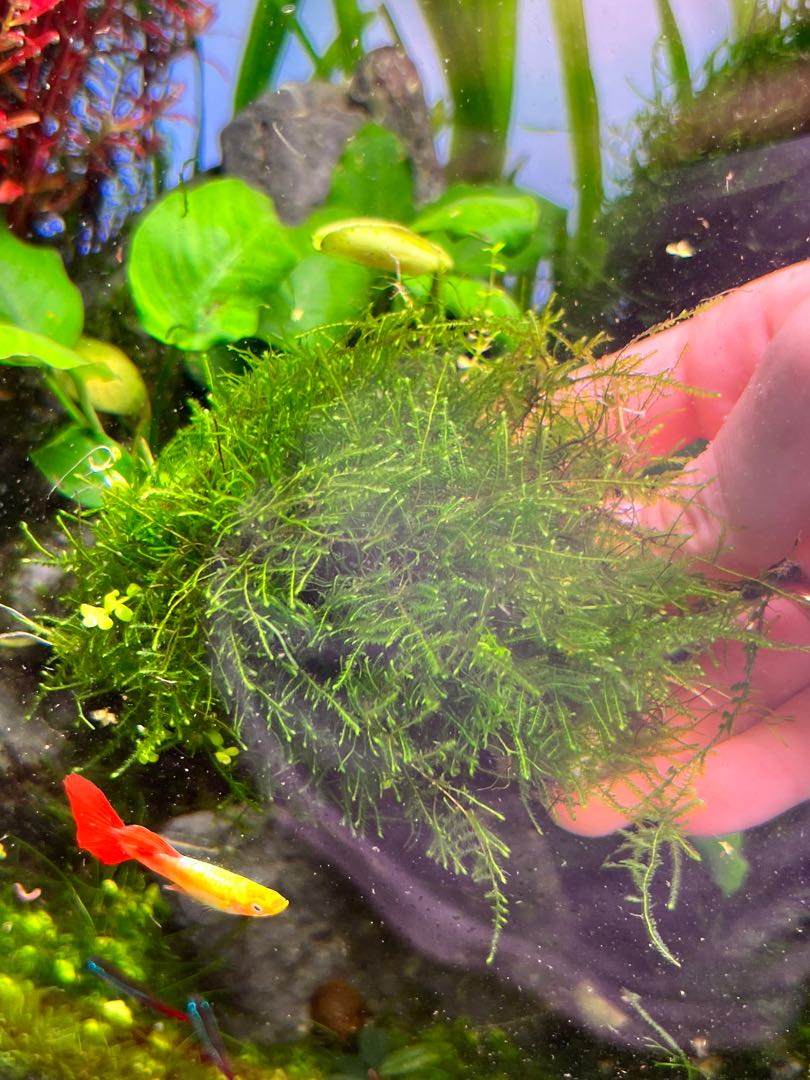 Java moss grow on seiryu rock maturely, Furniture & Home Living ...