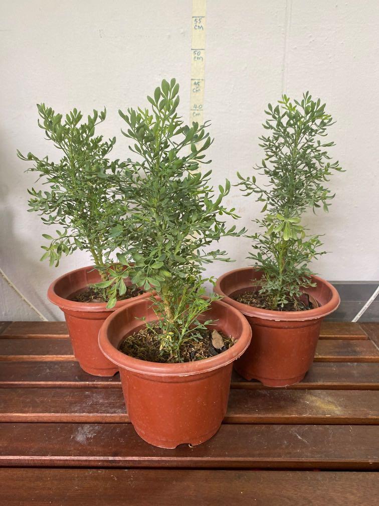 Aroda / Common Rue / Ruta Graveolens/ Pokok Garuda in 22cm Pot $9 Each ...