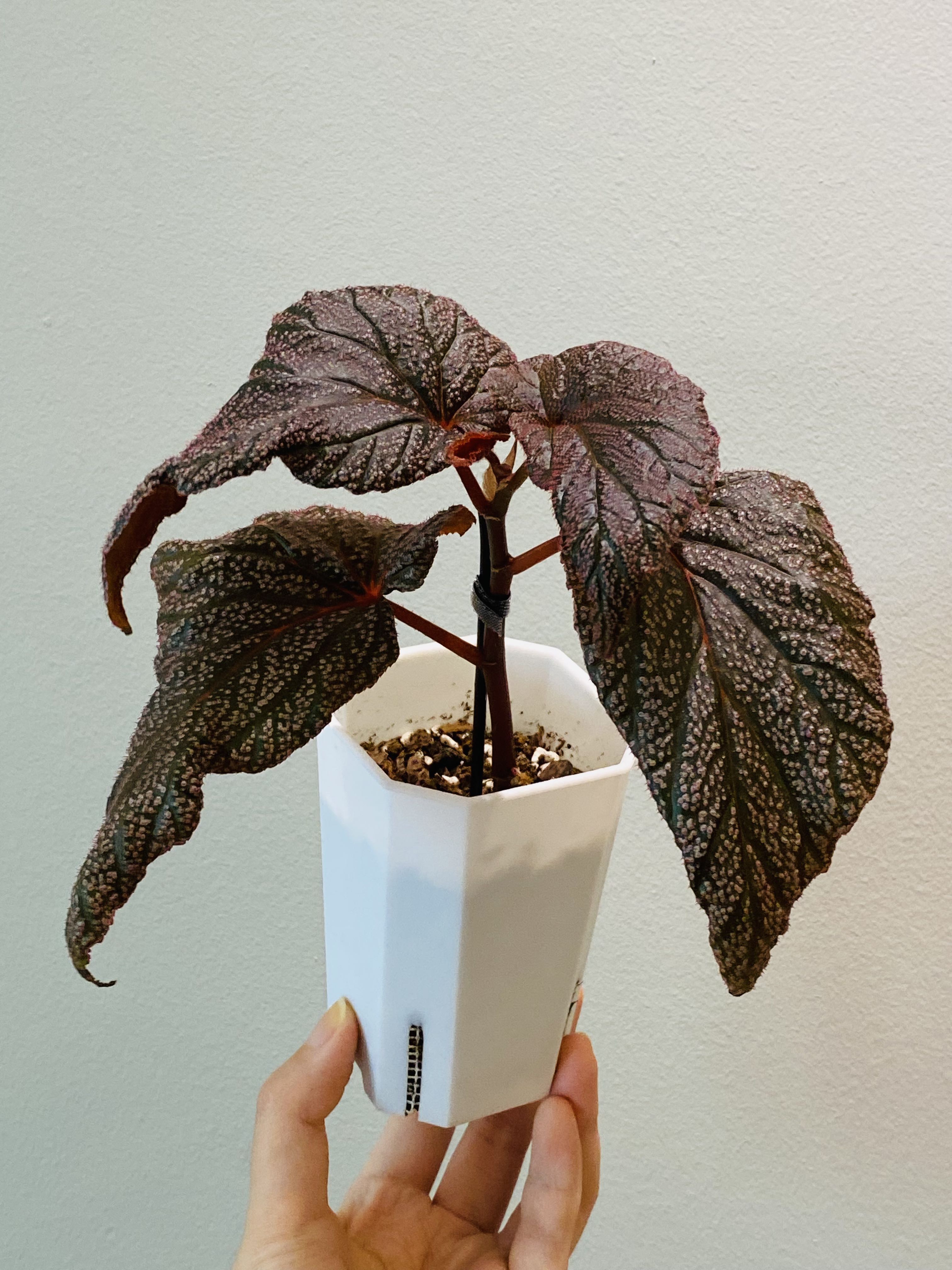 Begonia U062, Furniture & Home Living, Gardening, Plants & Seeds on ...