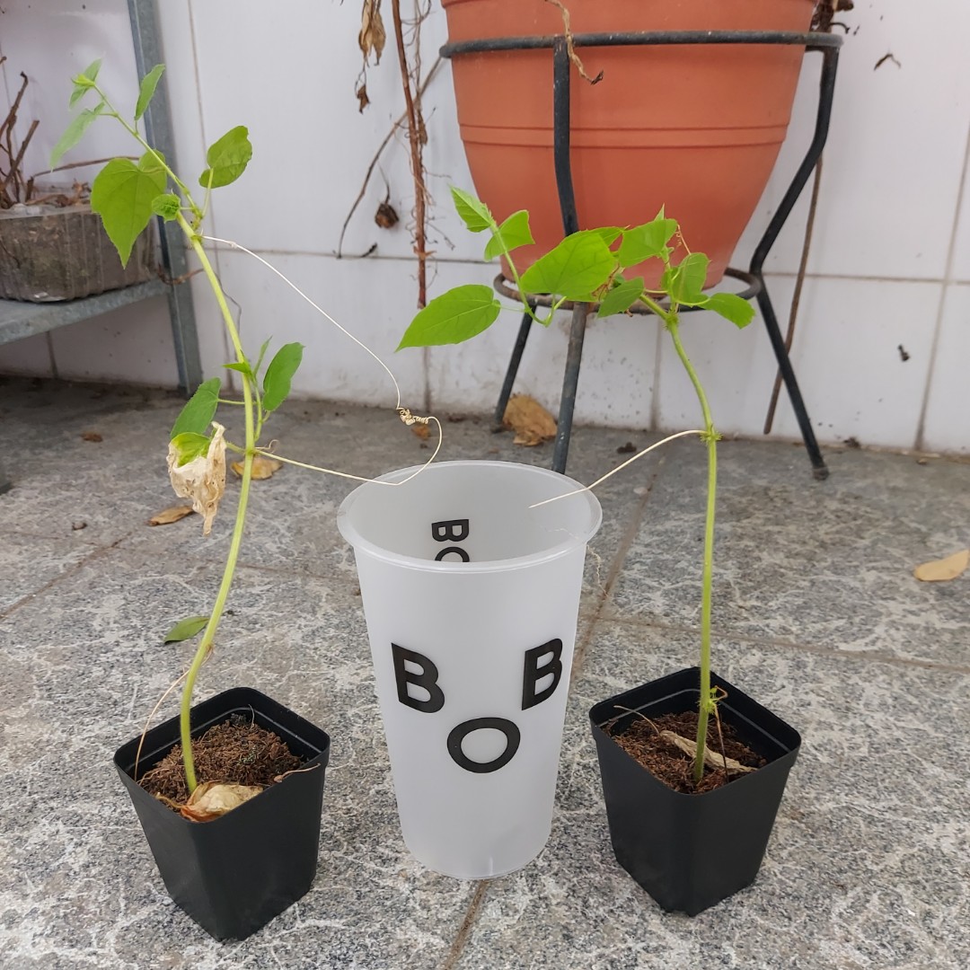 Bush passion fruit plant (Passiflora foetida), Furniture & Home Living ...