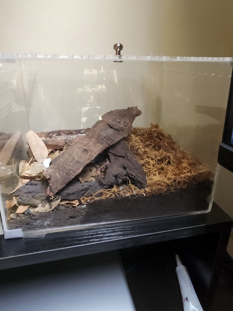 Isopod Enclosure Set, Pet Supplies, Homes & Other Pet Accessories on ...