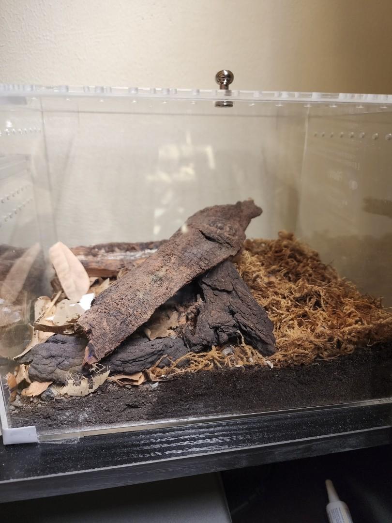 Isopod Enclosure Set, Pet Supplies, Homes & Other Pet Accessories on ...