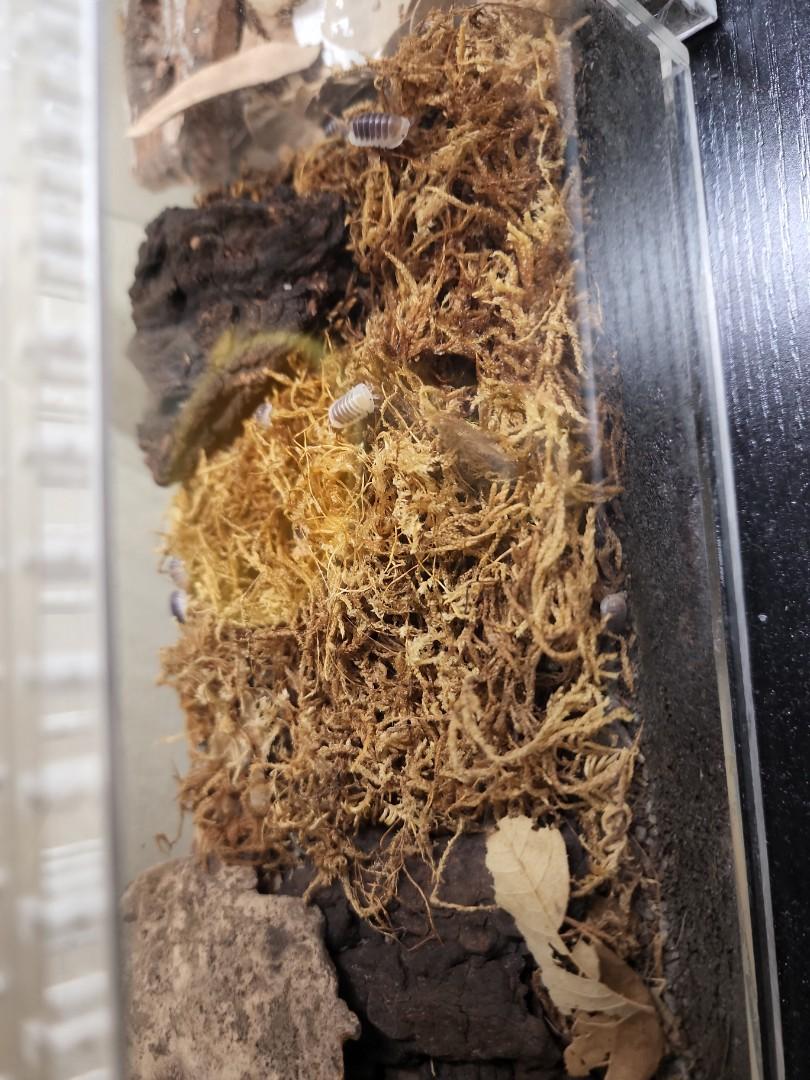 Isopod Enclosure Set, Pet Supplies, Homes & Other Pet Accessories on ...