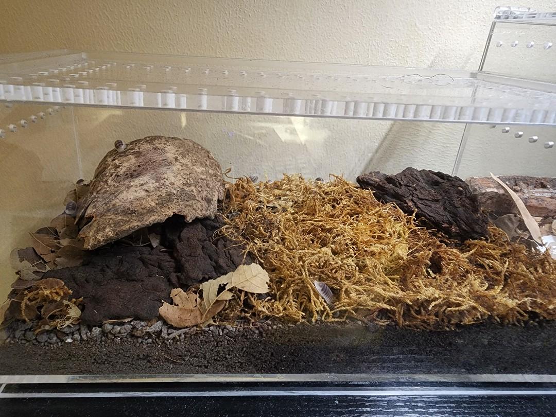 Isopod Enclosure Set, Pet Supplies, Homes & Other Pet Accessories on ...