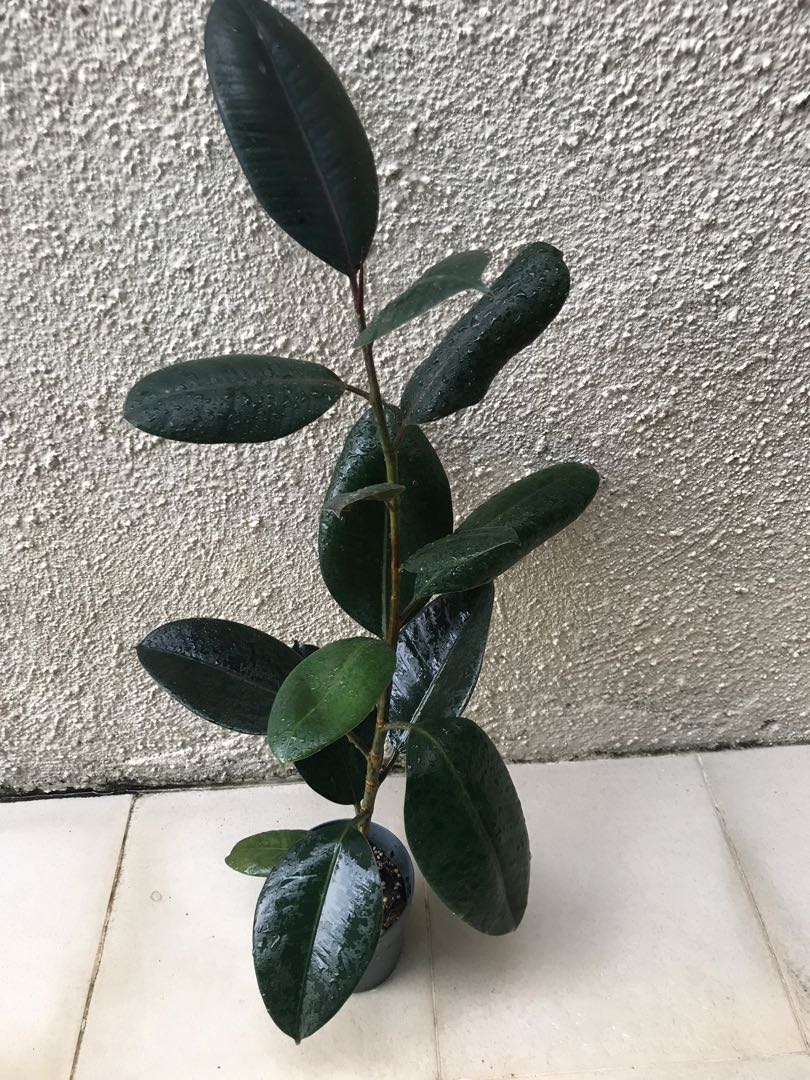 SALE! Imported from Holland Ficus Elastica Black Prince Rubber Tree ...