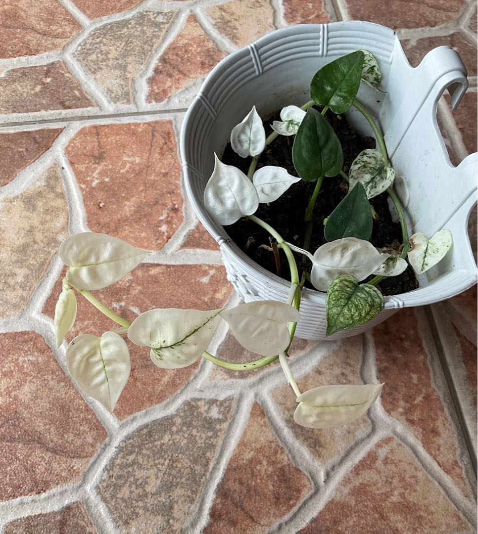 Variegated Cebu Blue, Furniture & Home Living, Gardening, Plants ...