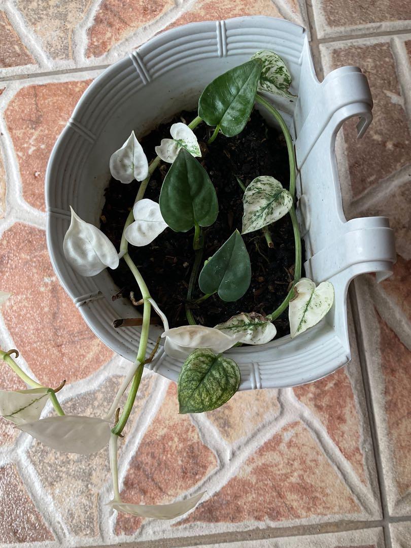 Variegated Cebu Blue, Furniture & Home Living, Gardening, Plants ...