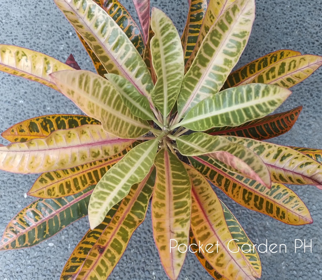 Codiaeum Variegatum plant, Furniture & Home Living, Gardening, Plants ...