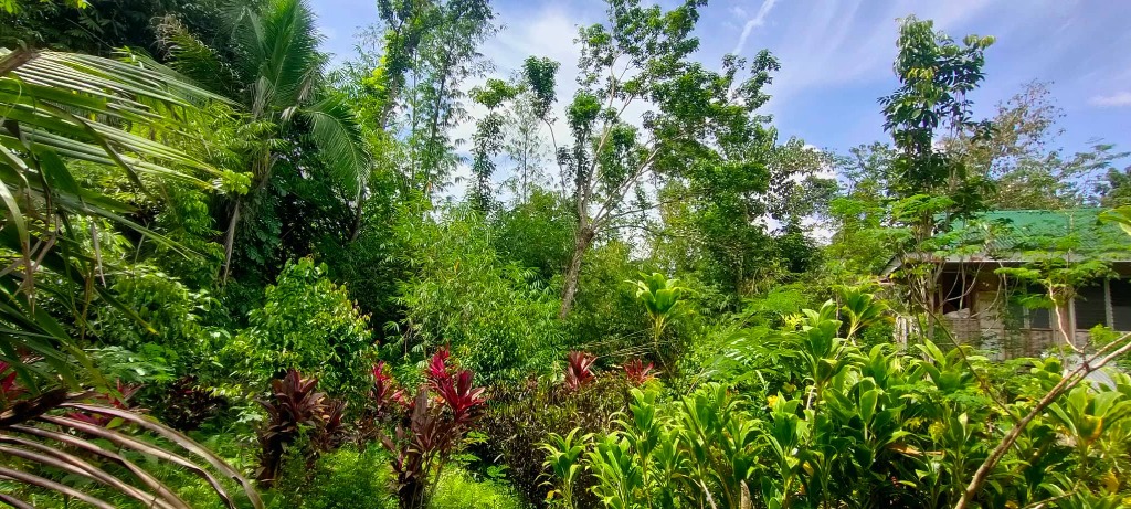 FARMLOT FOR SALE AT TANDAY CORELLA, BOHOL, Property, For Sale, Lot on ...