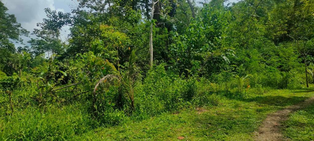 FARMLOT FOR SALE AT TANDAY CORELLA, BOHOL, Property, For Sale, Lot on ...