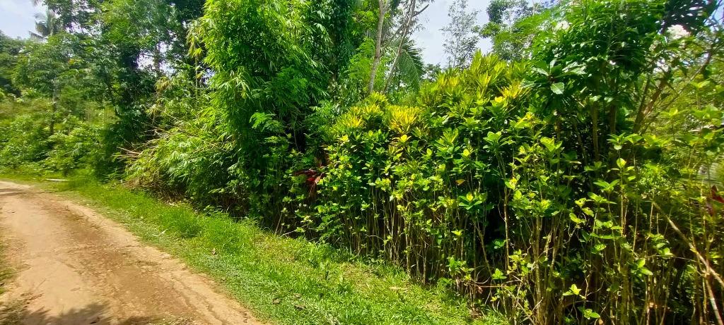 FARMLOT FOR SALE AT TANDAY CORELLA, BOHOL, Property, For Sale, Lot on ...