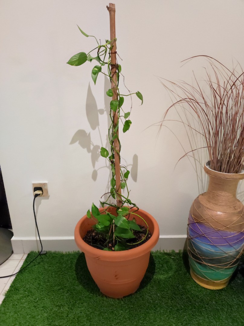 Pothos tall plant in big pot with 2 free plants, Furniture & Home ...