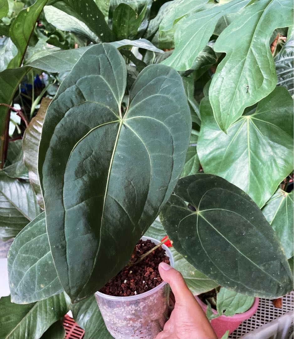 Rare anthurium pterodactyl, Furniture & Home Living, Gardening, Plants & Seeds on Carousell