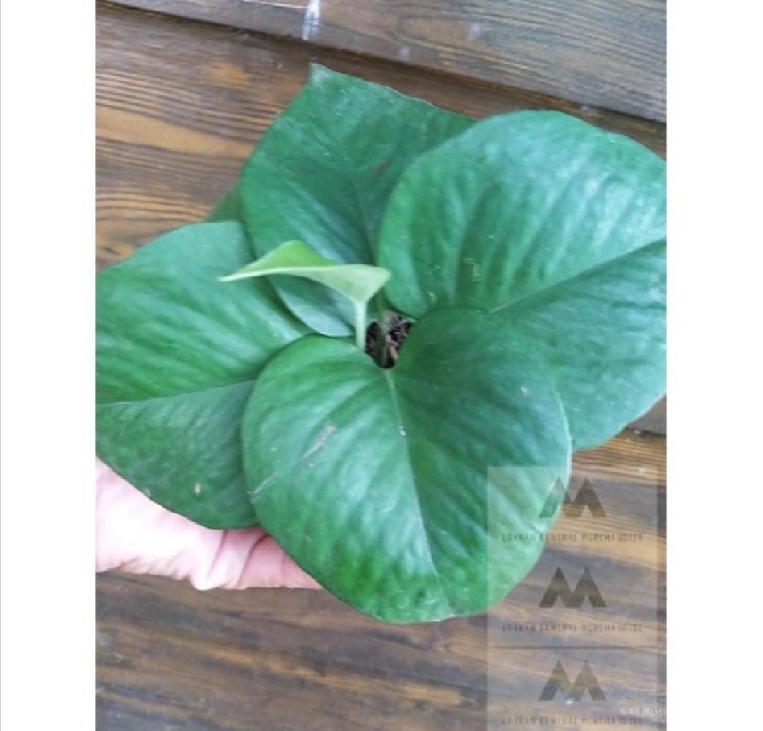 Reverted Marble Queen' Pothos, Furniture & Home Living, Gardening ...