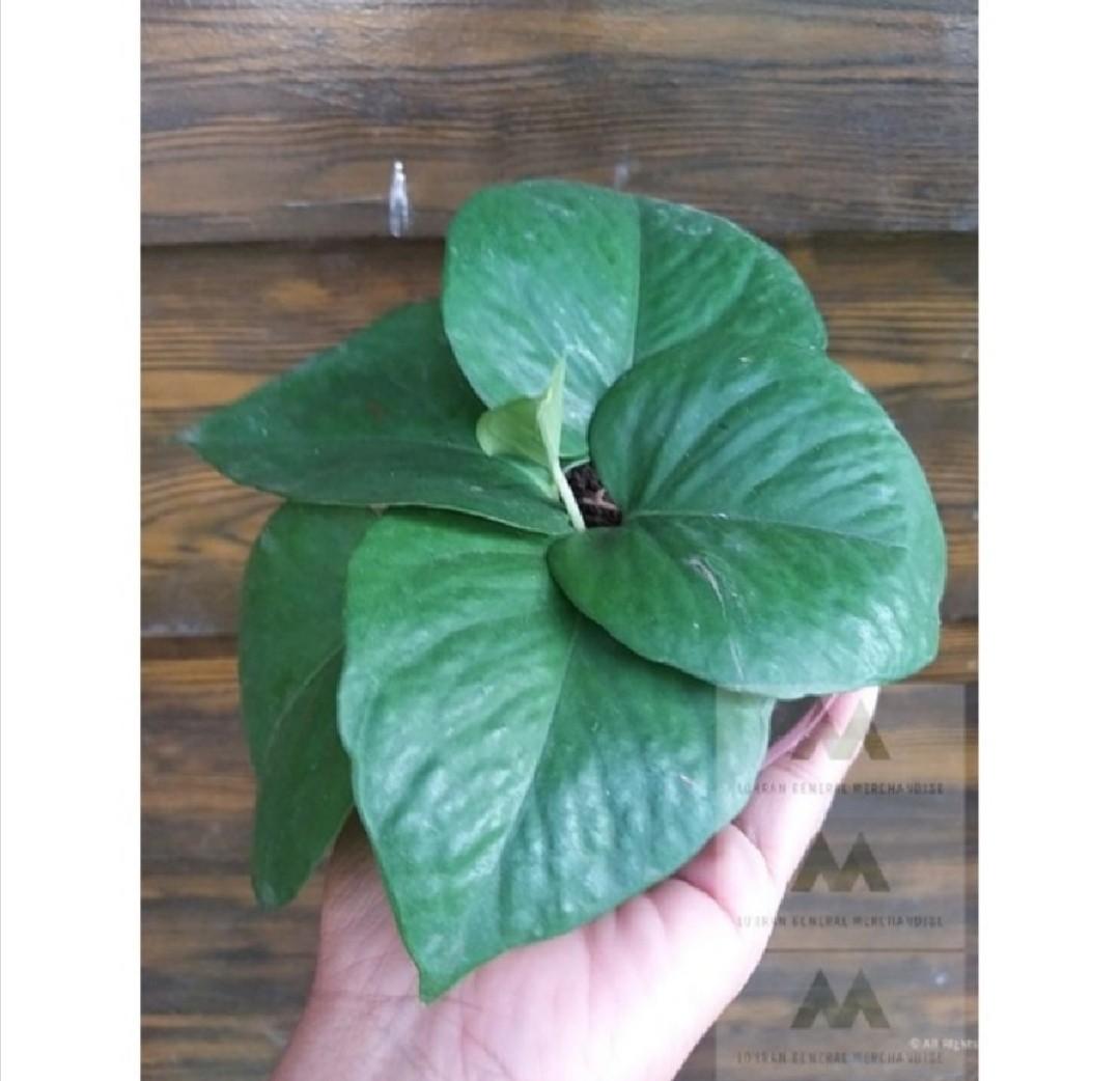 Reverted Marble Queen' Pothos, Furniture & Home Living, Gardening ...