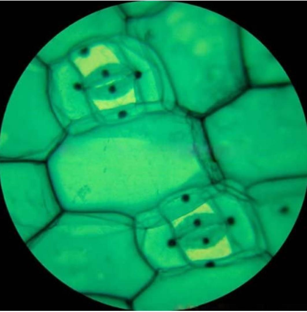 AmScope T490B Trinocular Compound Microscope, 40X-2000X Magnification ...