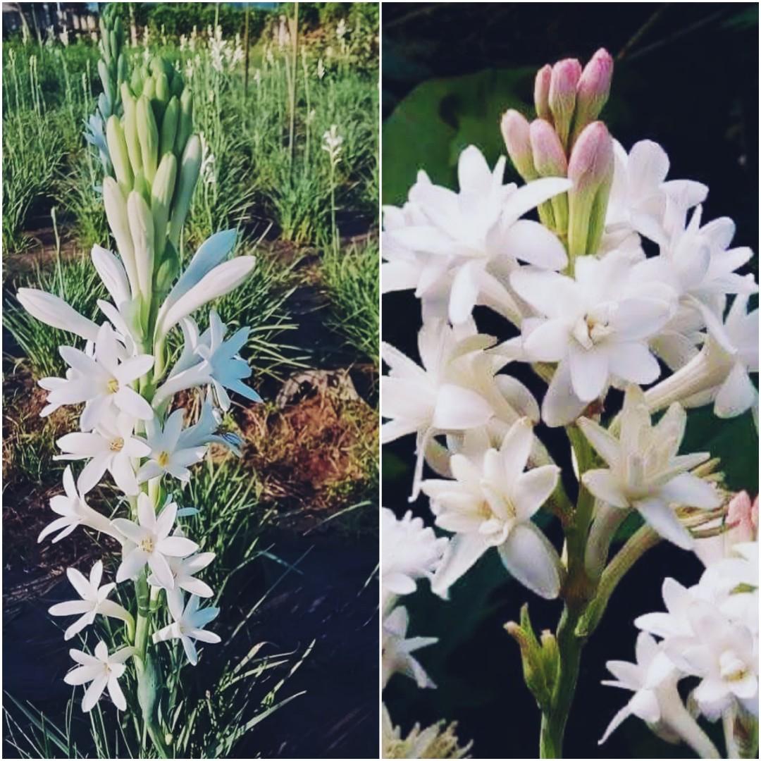 combo TUBEROSE pokok bunga sundal malam putih single double, Furniture ...