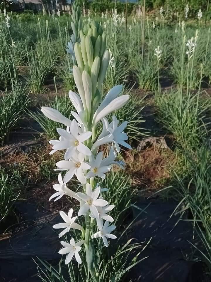combo TUBEROSE pokok bunga sundal malam putih single double, Furniture ...