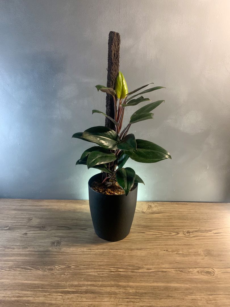 Dwarf Philodendron Red Congo, Furniture & Home Living, Gardening ...