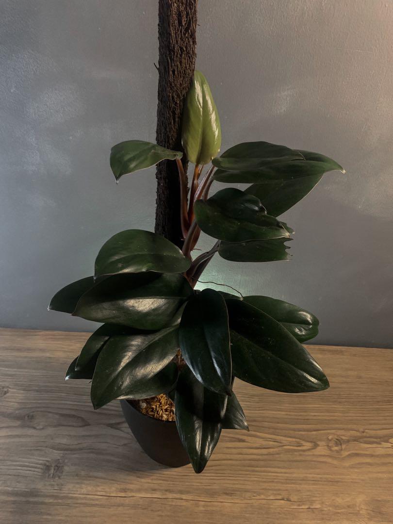 Dwarf Philodendron Red Congo, Furniture & Home Living, Gardening ...