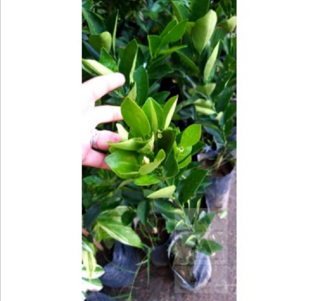 Grafted Sintunis Calamansi Air Layered Live Plant (Namumunga na ...