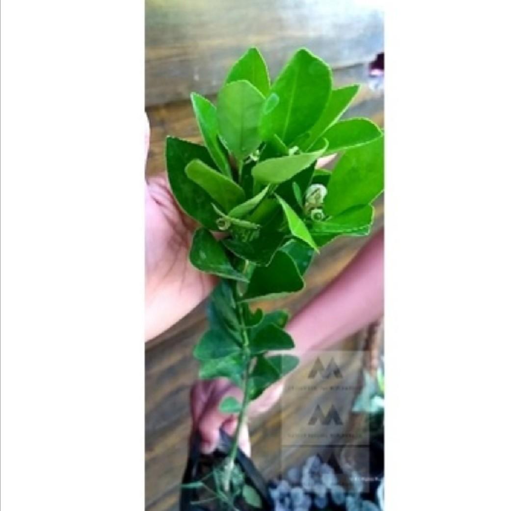 Grafted Sintunis Calamansi Air Layered Live Plant (Namumunga na ...