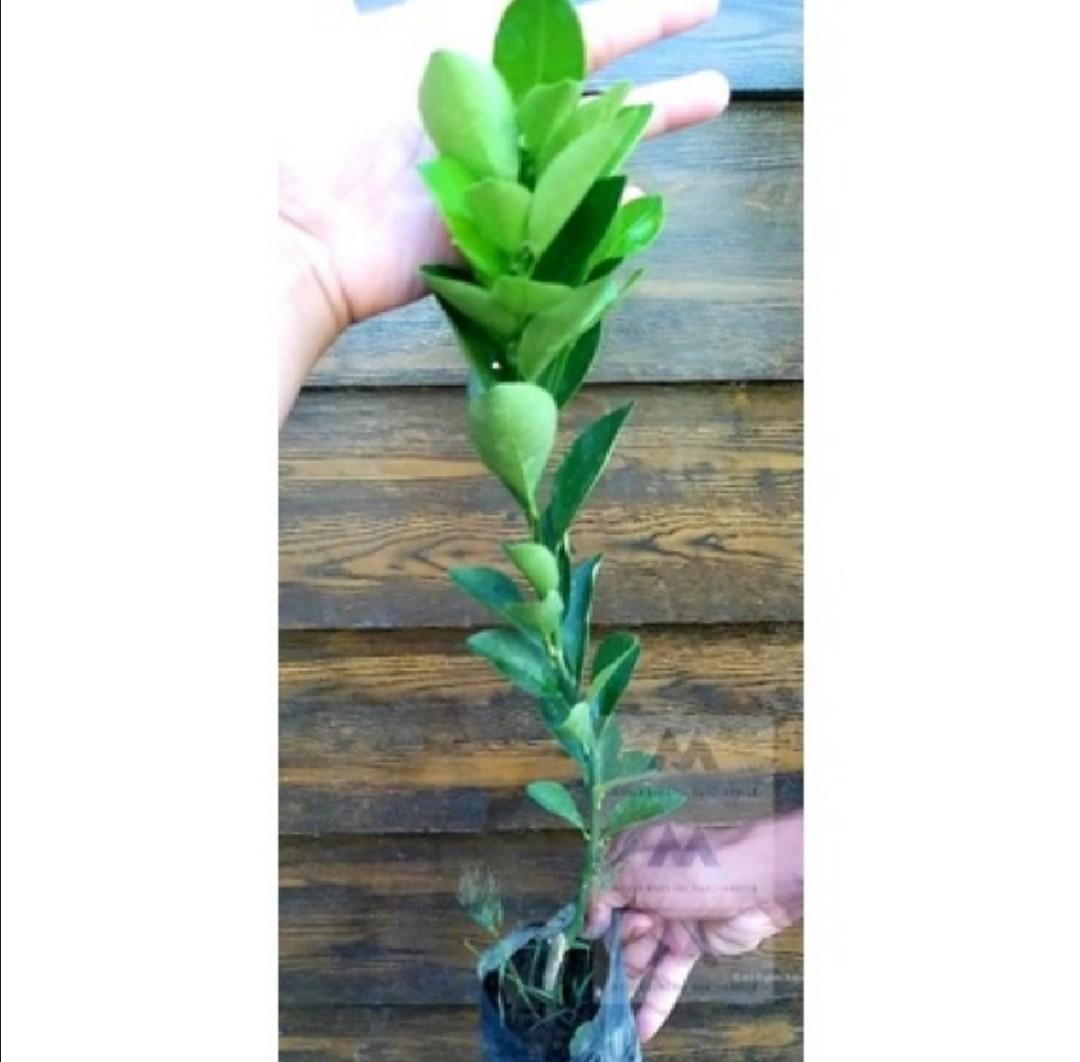 Grafted Sintunis Calamansi Air Layered Live Plant (Namumunga na ...