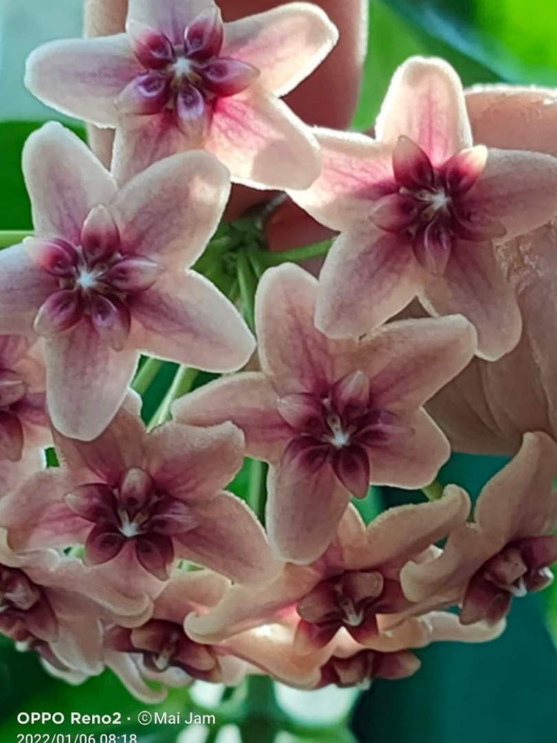 hoya Rubida, Furniture & Home Living, Gardening, Plants & Seeds on ...