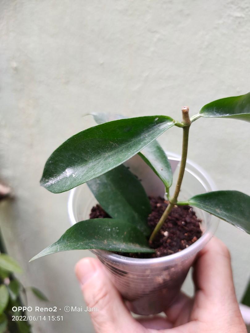 hoya Rubida, Furniture & Home Living, Gardening, Plants & Seeds on ...