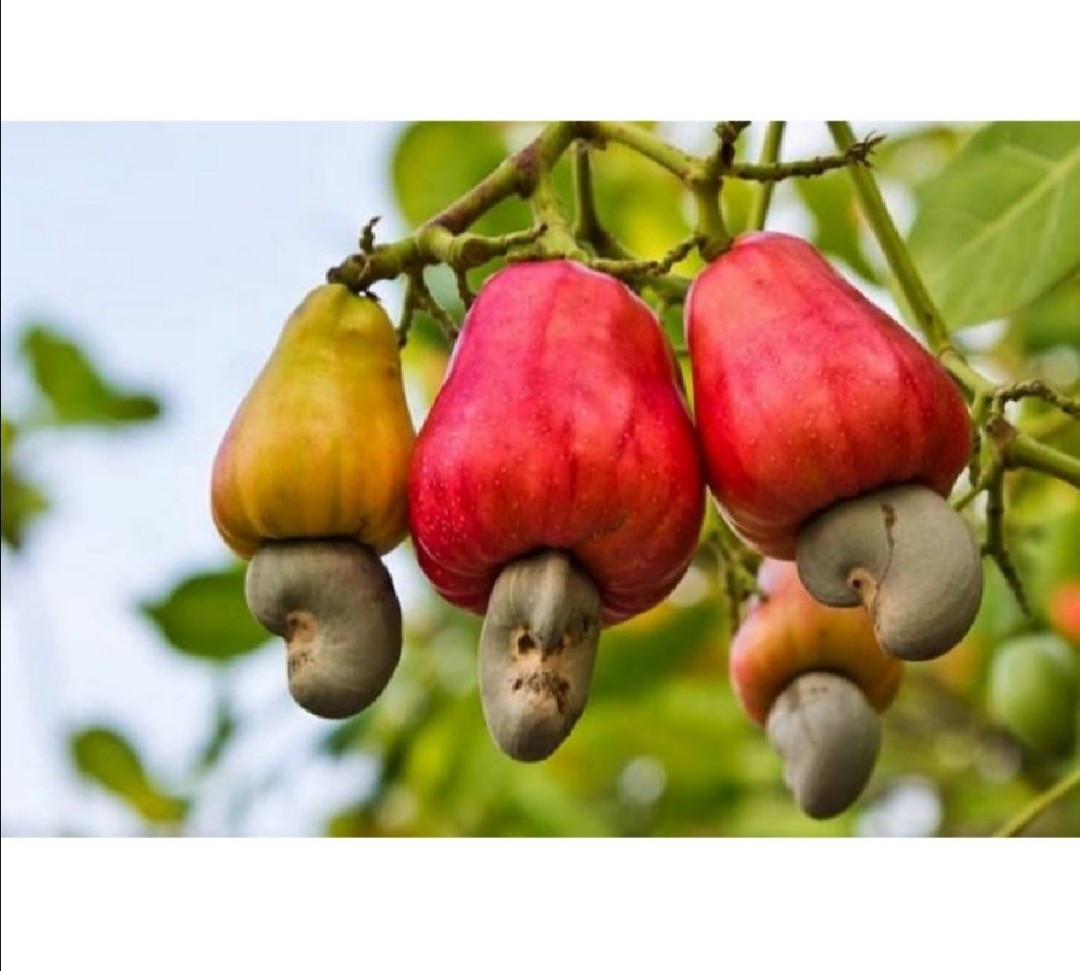 Kasoy/akasuy/Balubad tree seedlings Cashew tree, Furniture & Home ...