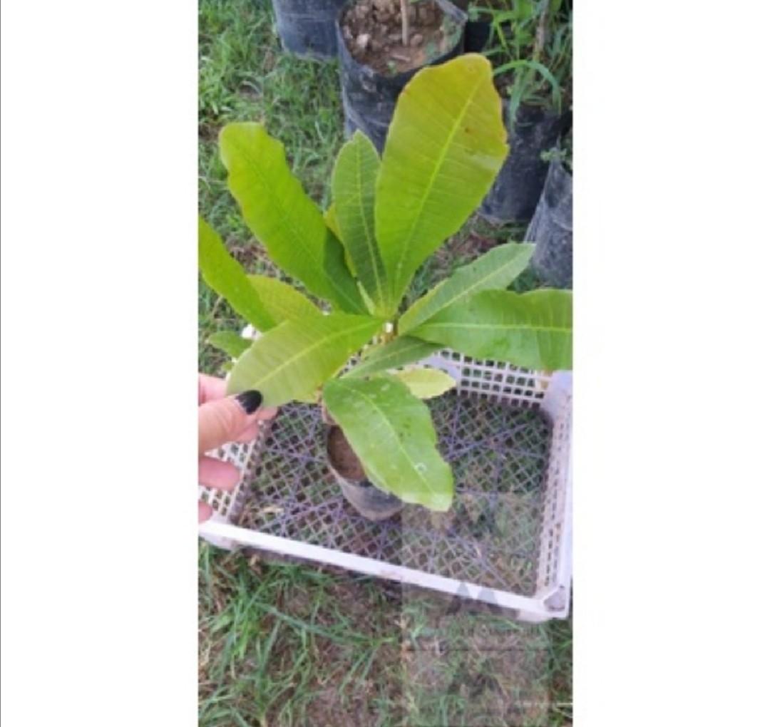 Kasoy/akasuy/Balubad tree seedlings Cashew tree, Furniture & Home ...