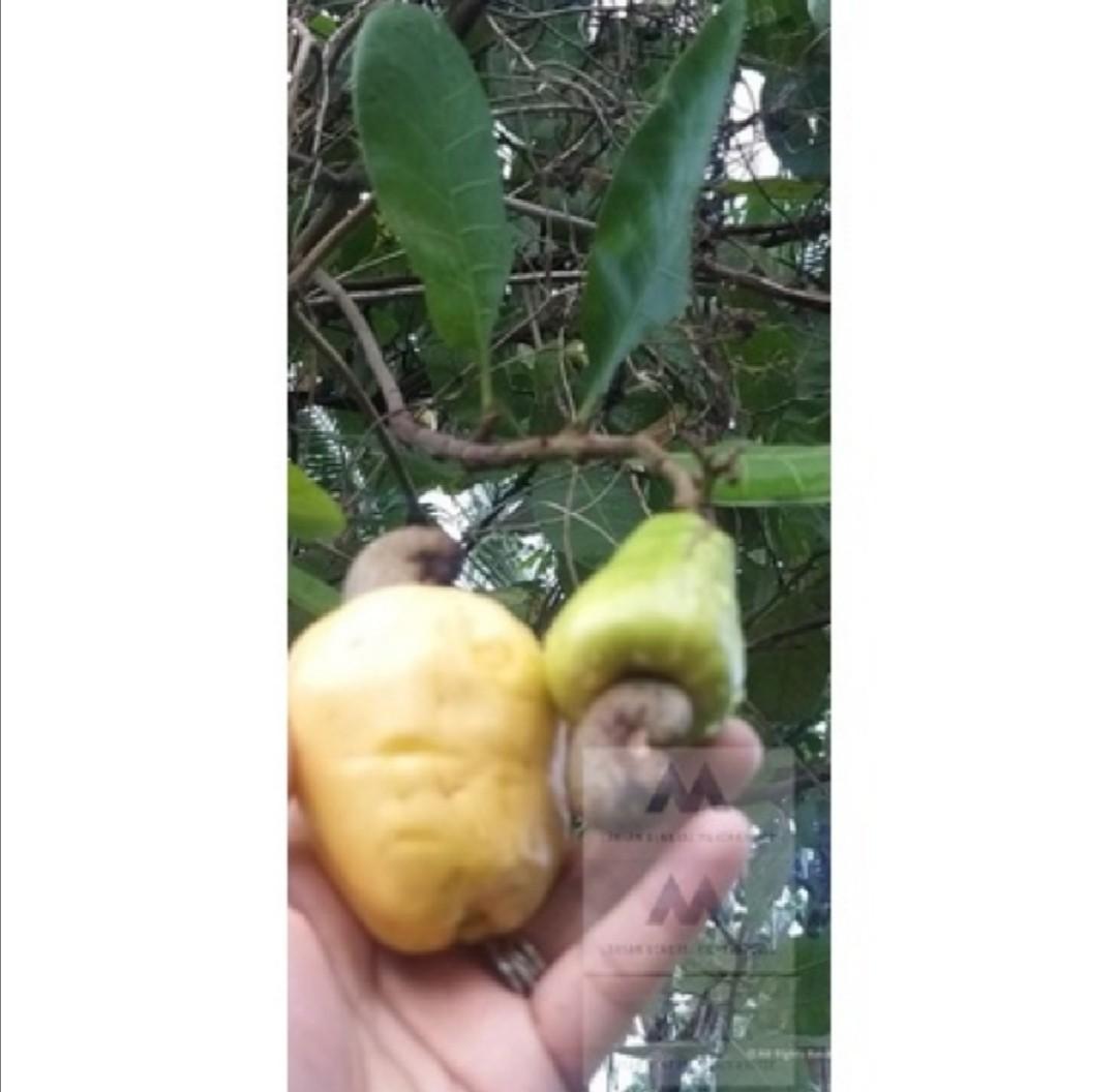 Kasoy/akasuy/Balubad tree seedlings Cashew tree, Furniture & Home ...