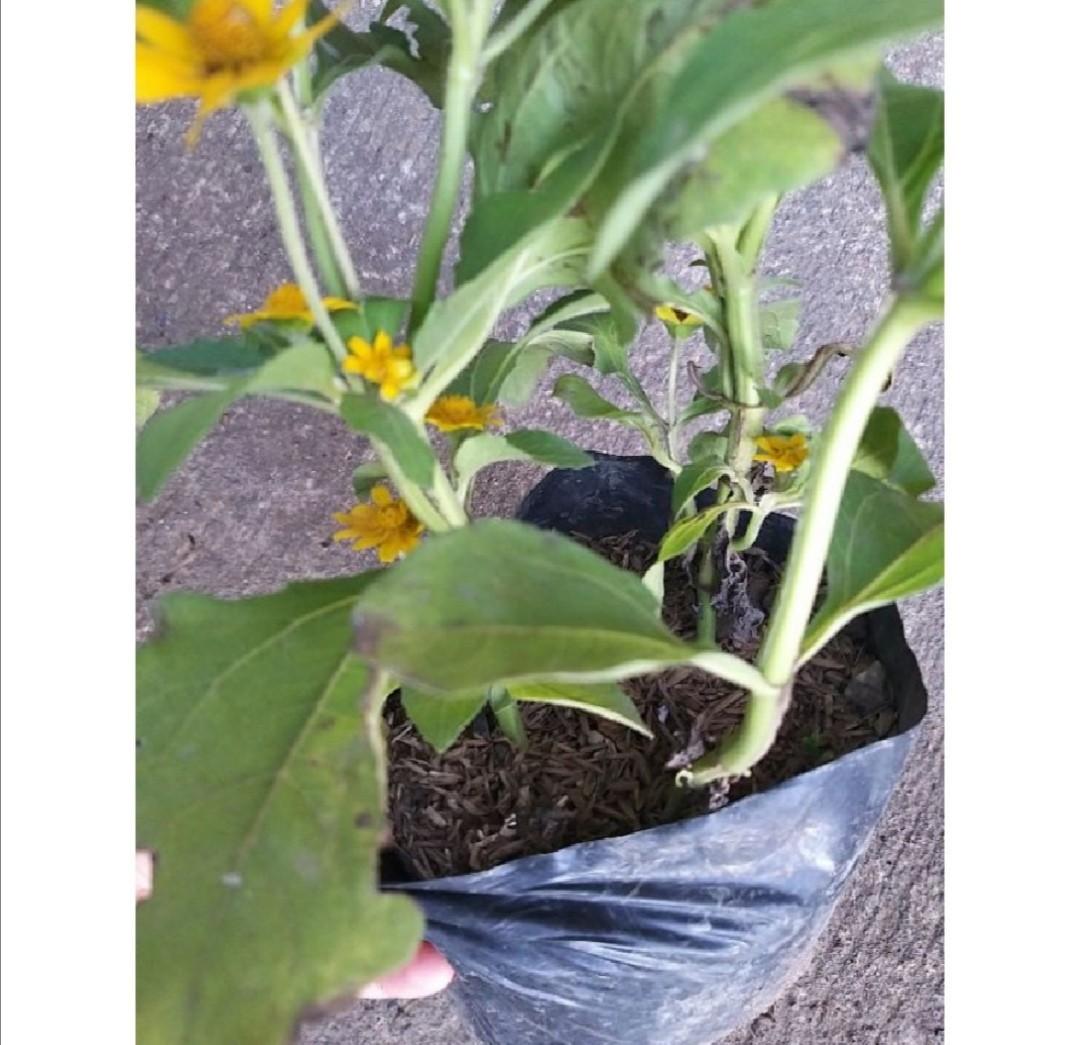 Melampodium Jackpot Gold Flower, Furniture & Home Living, Gardening ...