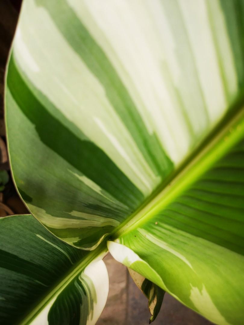 Musa Florida Variegated Banana plant, Furniture & Home Living ...