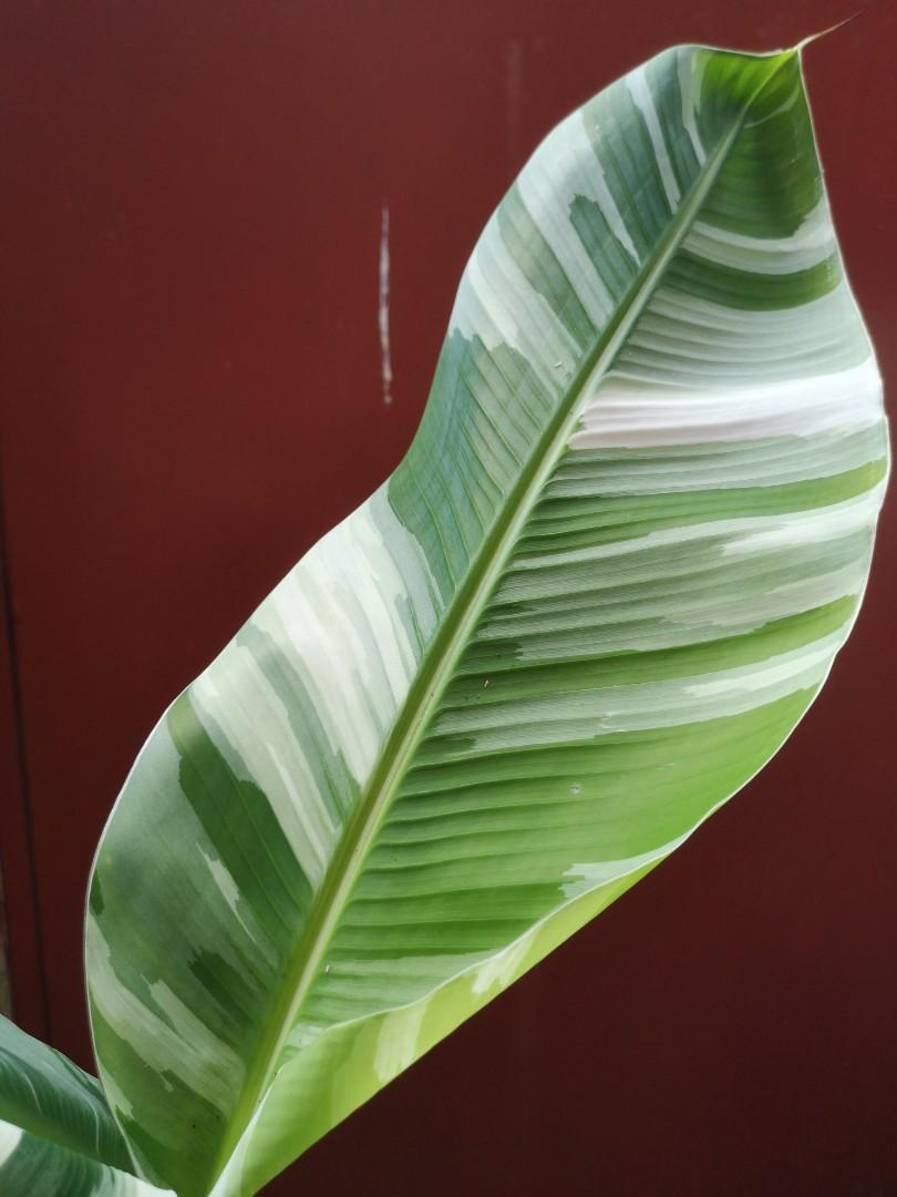 Musa Florida Variegated Banana plant, Furniture & Home Living ...