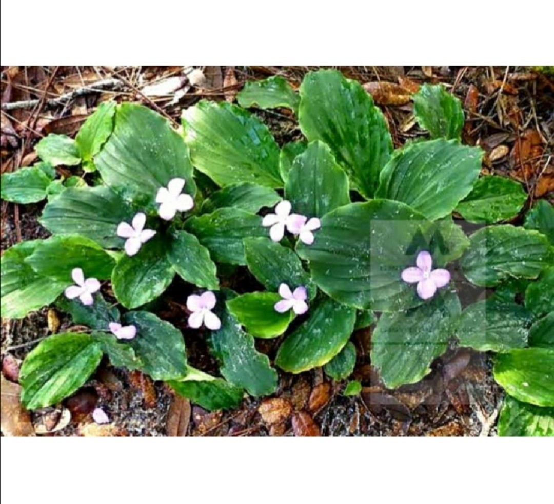 Peacock Ginger ( Kaempferia pulchra ) Live Plant, Furniture & Home ...