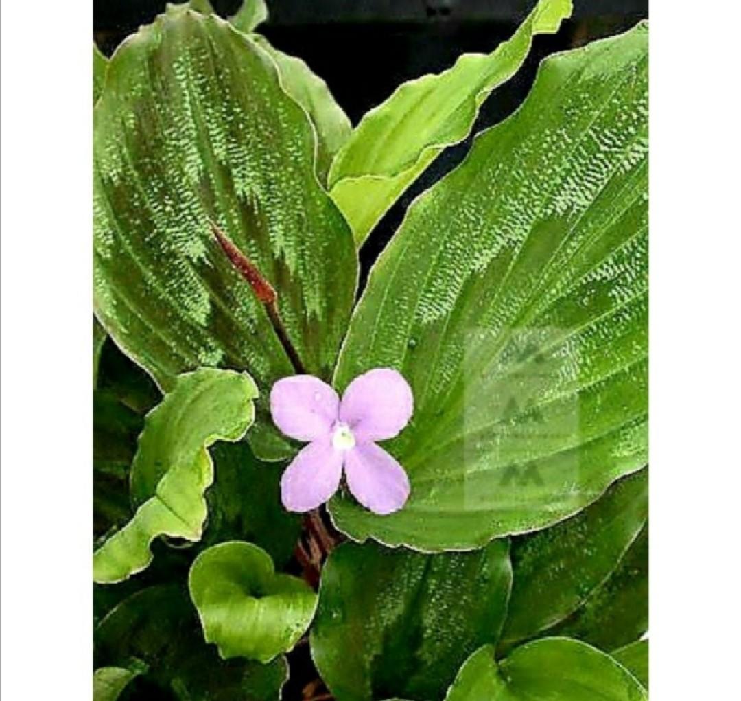 Peacock Ginger ( Kaempferia pulchra ) Live Plant, Furniture & Home ...
