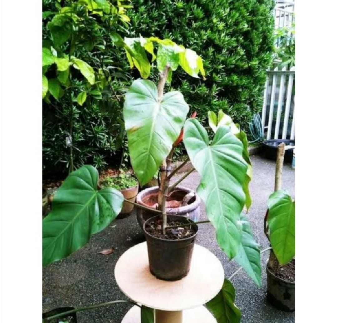 Philodendron Erubescens Green Emerald LIVE PLANT, Furniture & Home ...